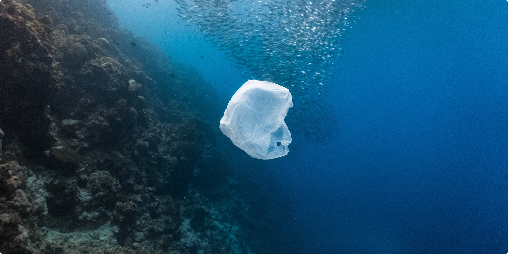 Meet Zuzu: The Little Crab on a Mission to End Plastic Waste